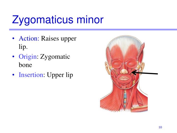 PPT - Lab Activity 11: Group I PowerPoint Presentation - ID:213993