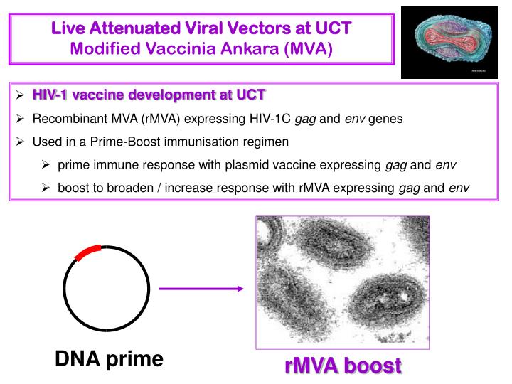 PPT - Beneficial Uses of Viruses in Biotechnology PowerPoint ...