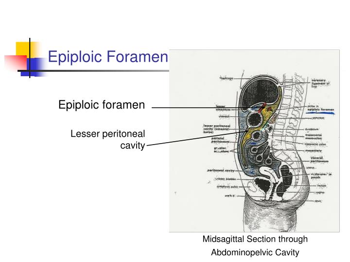 Epiploic Foramen Of Winslow