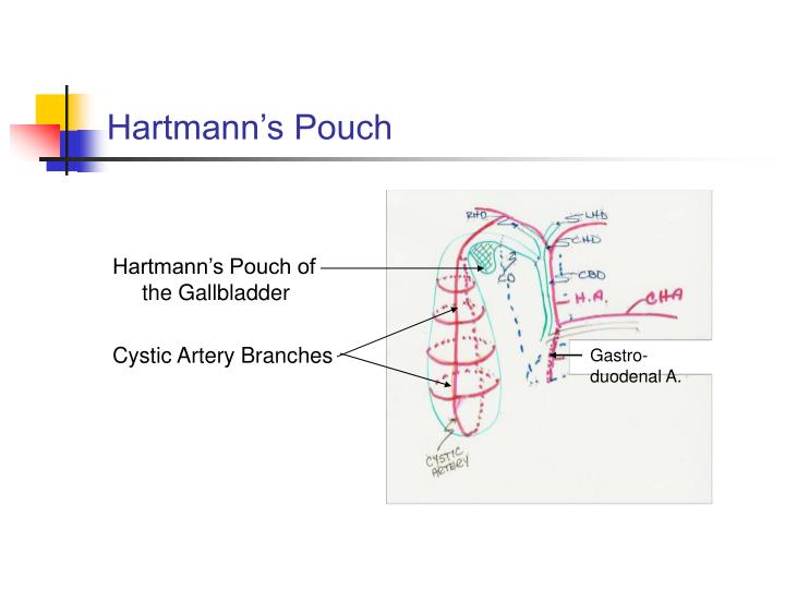 PPT - THE GALLBLADDER PowerPoint Presentation - ID:216330