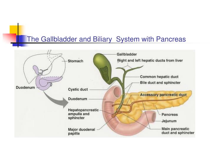 PPT - THE GALLBLADDER PowerPoint Presentation - ID:216330