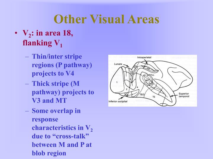PPT - Anatomy/Physiology of Binocular Vision PowerPoint Presentation ...