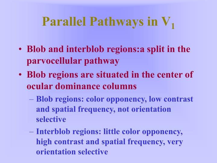 PPT - Anatomy/Physiology of Binocular Vision PowerPoint Presentation ...
