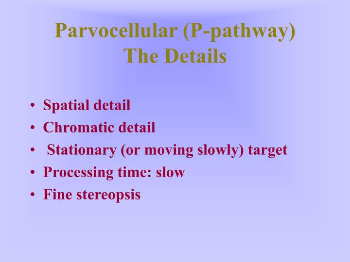 PPT - Anatomy/Physiology of Binocular Vision PowerPoint Presentation ...