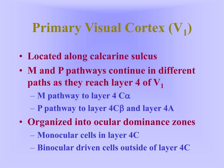 PPT - Anatomy/Physiology of Binocular Vision PowerPoint Presentation ...