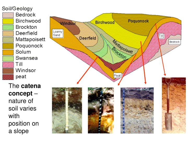 PPT - Soil Forming Factors PowerPoint Presentation - ID:217422