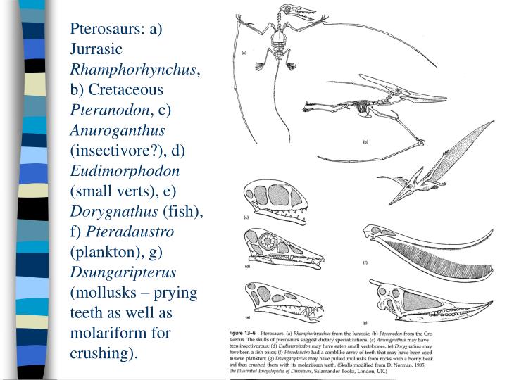 PPT - Mesozoic Reptiles PowerPoint Presentation - ID:217502