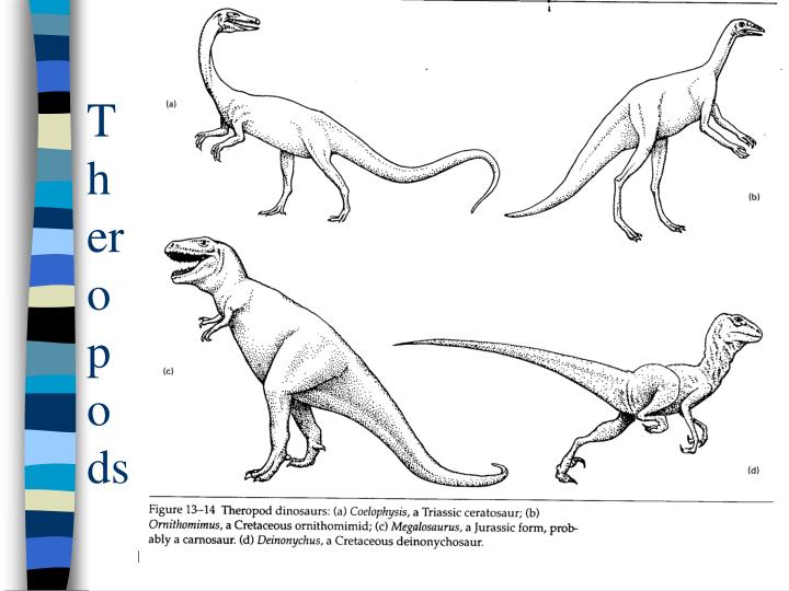 PPT - Mesozoic Reptiles PowerPoint Presentation - ID:217502
