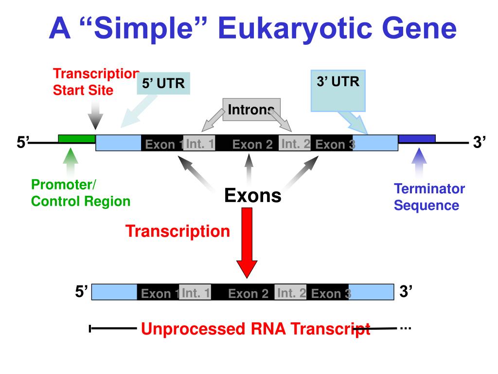 Eukaryotic Gene Structure Diagram - vrogue.co Eukaryotic Gene Structure Diagram - vrogue.co