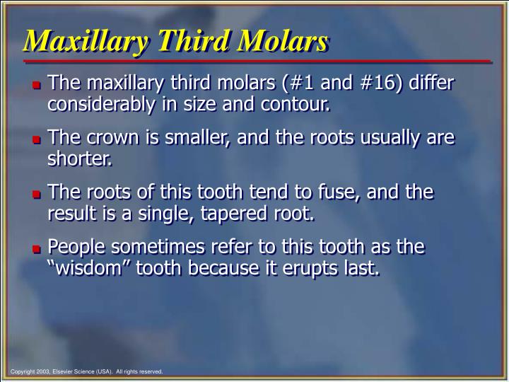 PPT - Chapter 12 Tooth Morphology PowerPoint Presentation - ID:218485