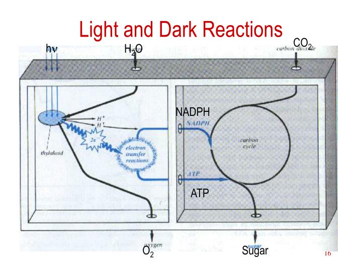 PPT - Introduction to Photosynthesis PowerPoint Presentation - ID:218775