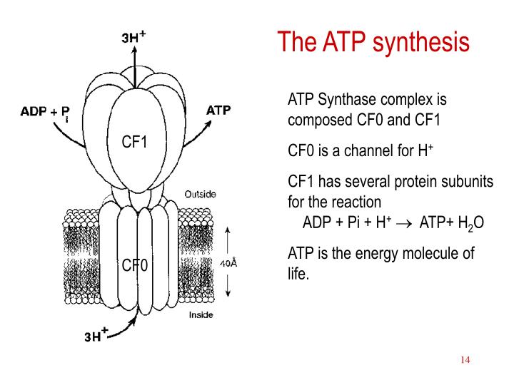 PPT - Introduction to Photosynthesis PowerPoint Presentation - ID:218775