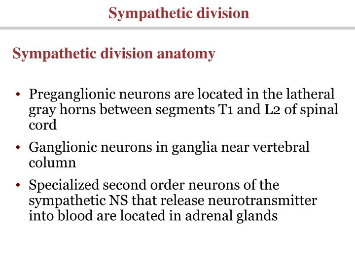 PPT - Lecture 12: Chapter 16 Neural Integration II: The Autonomic ...