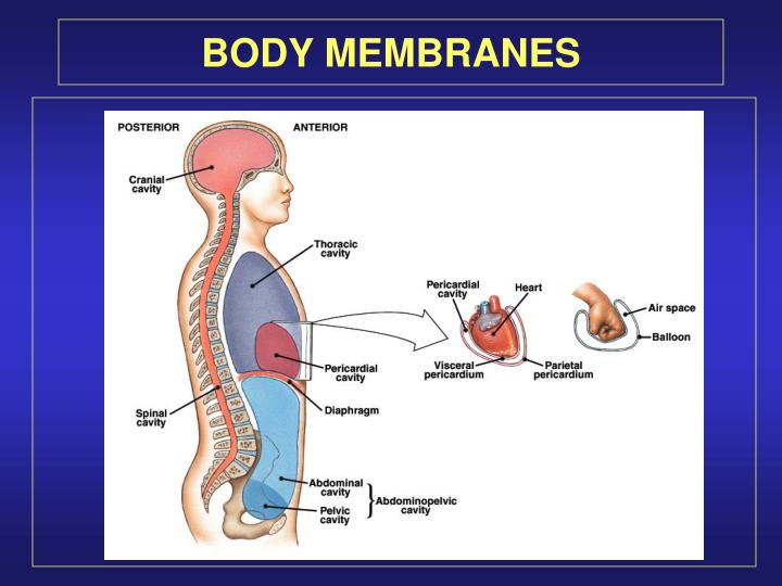 PPT - Connective Tissue PowerPoint Presentation - ID:219412