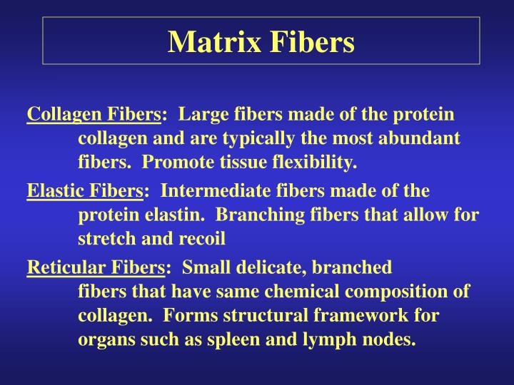 PPT - Connective Tissue PowerPoint Presentation - ID:219412