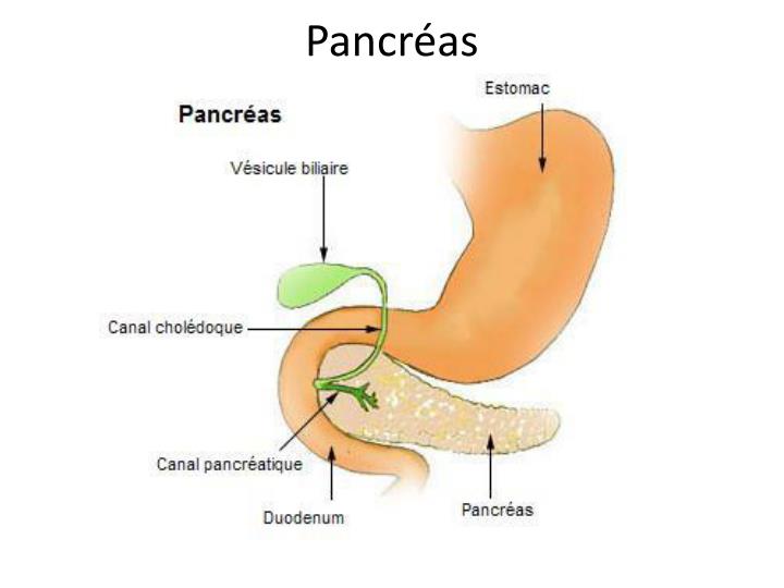 PPT - ANATOMIE ET PHYSIOLOGIE DE L’APPAREIL DIGESTIF PowerPoint ...
