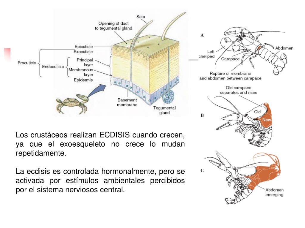 PPT - Instituto Superior de Profesorado Nº 7 Profesorado en Biología ...
