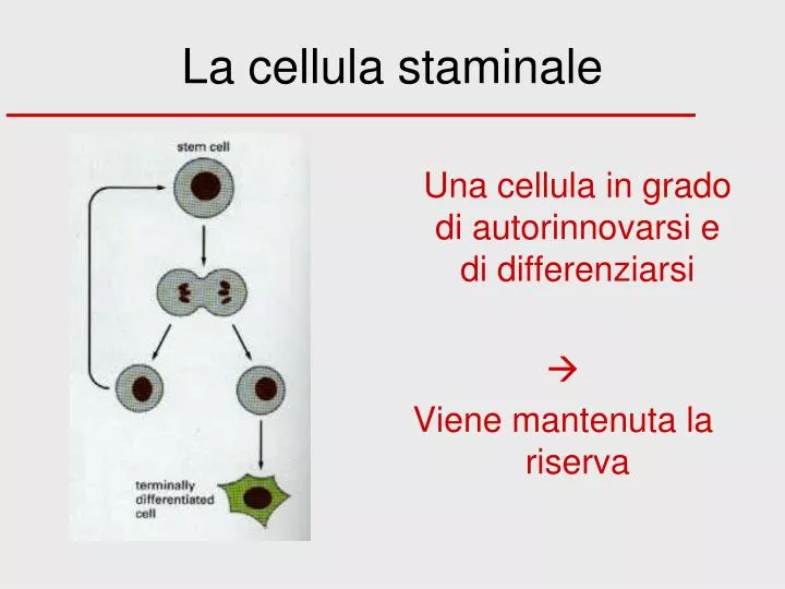 PPT - La cellula staminale PowerPoint Presentation, free download - ID ...