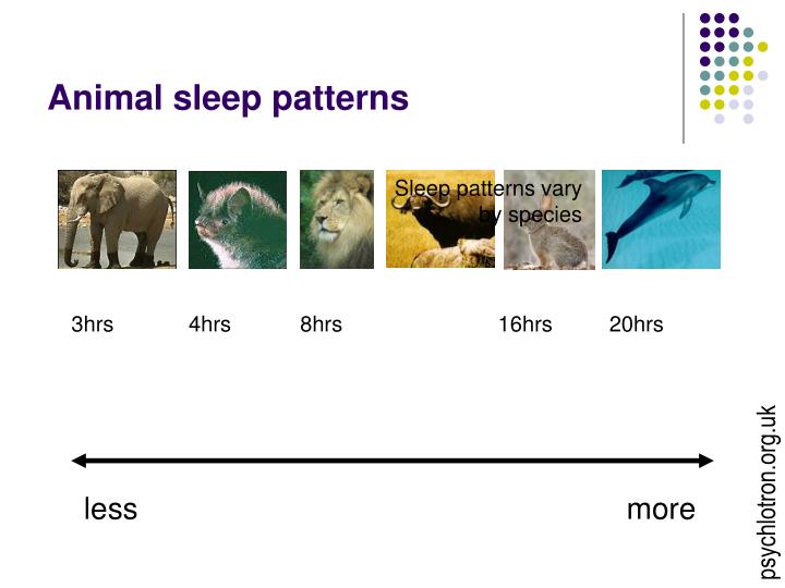 PPT - Animal sleep patterns PowerPoint Presentation, free download - ID ...
