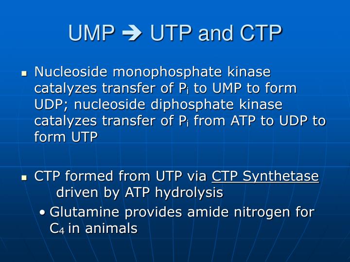 PPT - Nucleotides: Synthesis and Degradation PowerPoint Presentation ...