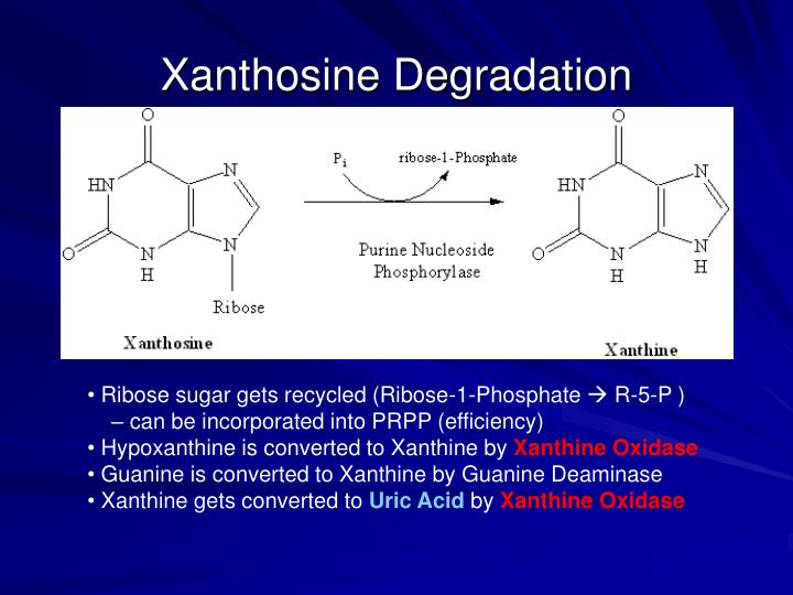 PPT - Nucleotides: Synthesis and Degradation PowerPoint Presentation ...
