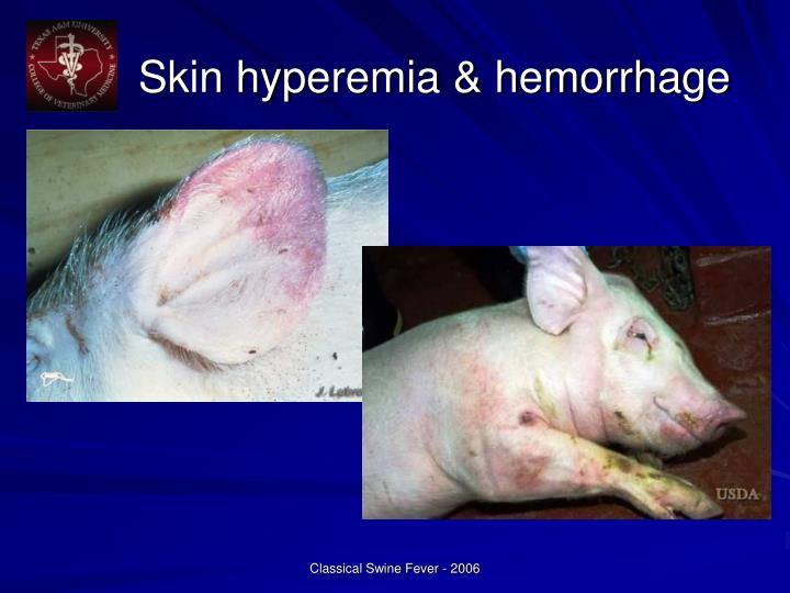 PPT - Classical Swine Fever PowerPoint Presentation - ID:224847