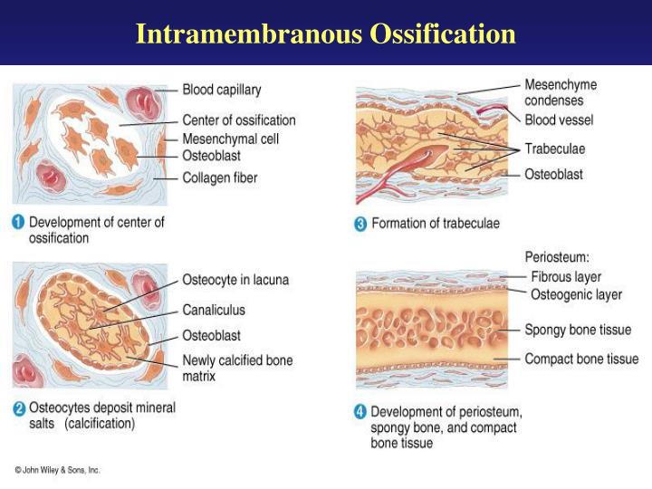 PPT - Bone Tissue: Supportive Connective Tissue PowerPoint Presentation ...