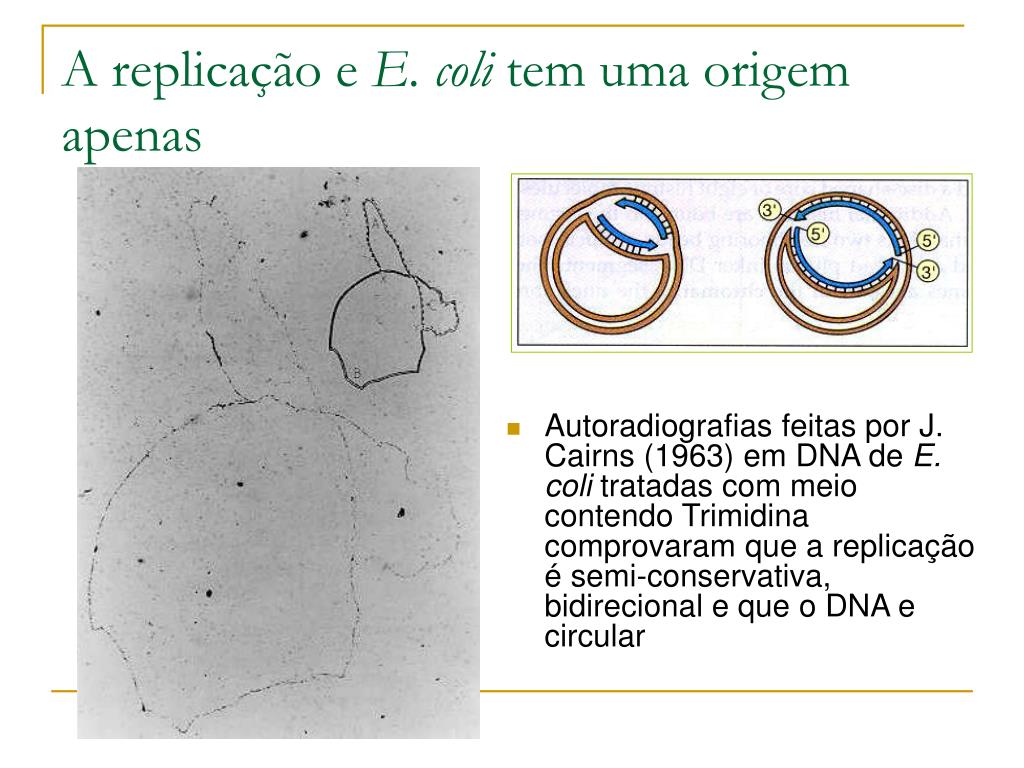 PPT - O DNA como material genético, replicação, transcrição e tradução ...