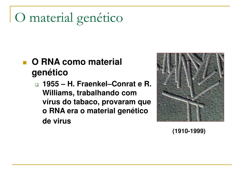 PPT - O DNA como material genético, replicação, transcrição e tradução ...