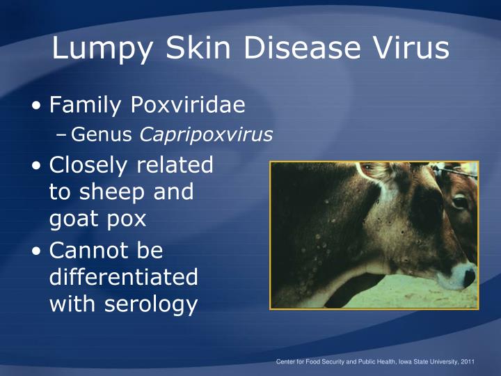 PPT - Lumpy Skin Disease PowerPoint Presentation - ID:225543