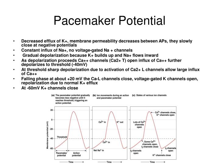 PPT - Cardiac Physiology PowerPoint Presentation - ID:226486