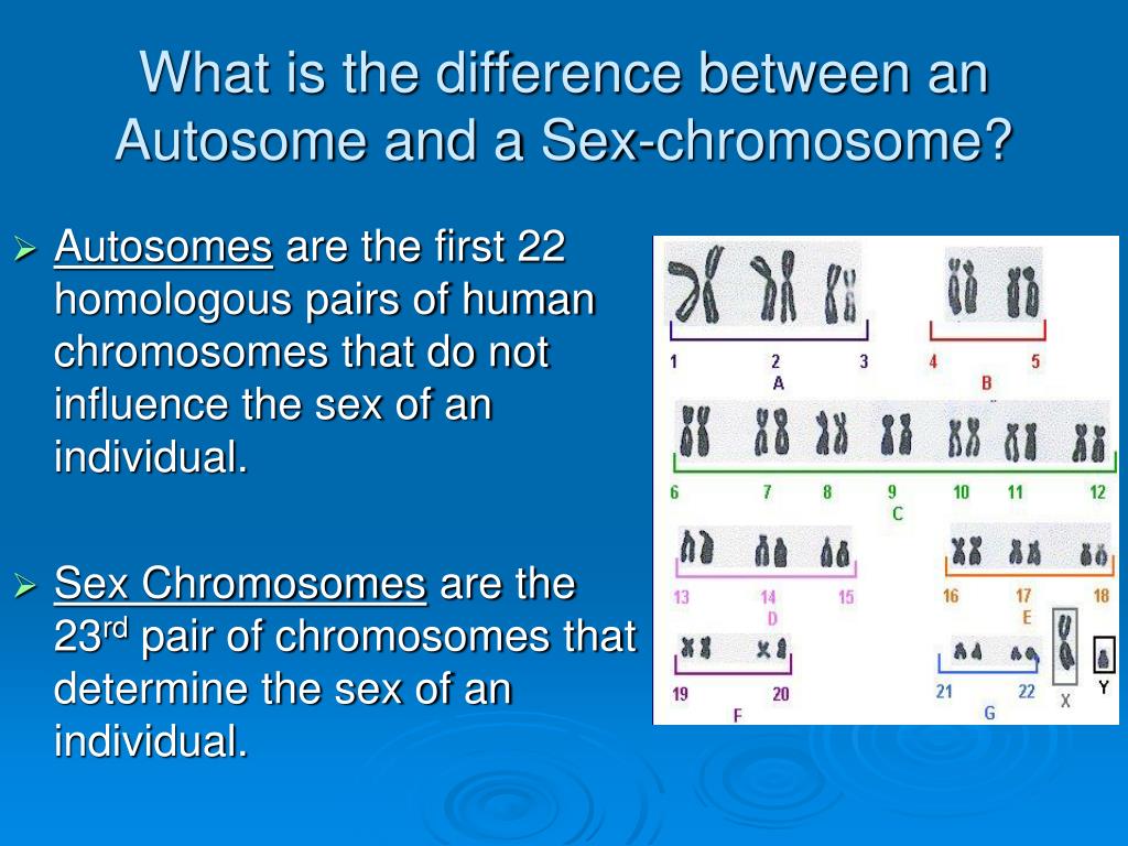Ppt Human Genetics Powerpoint Presentation Free Download Id 226677