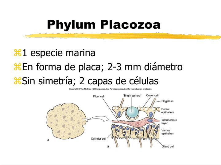 PPT - Mesozoa y Parazoa Capítulo 12 PowerPoint Presentation - ID:226821
