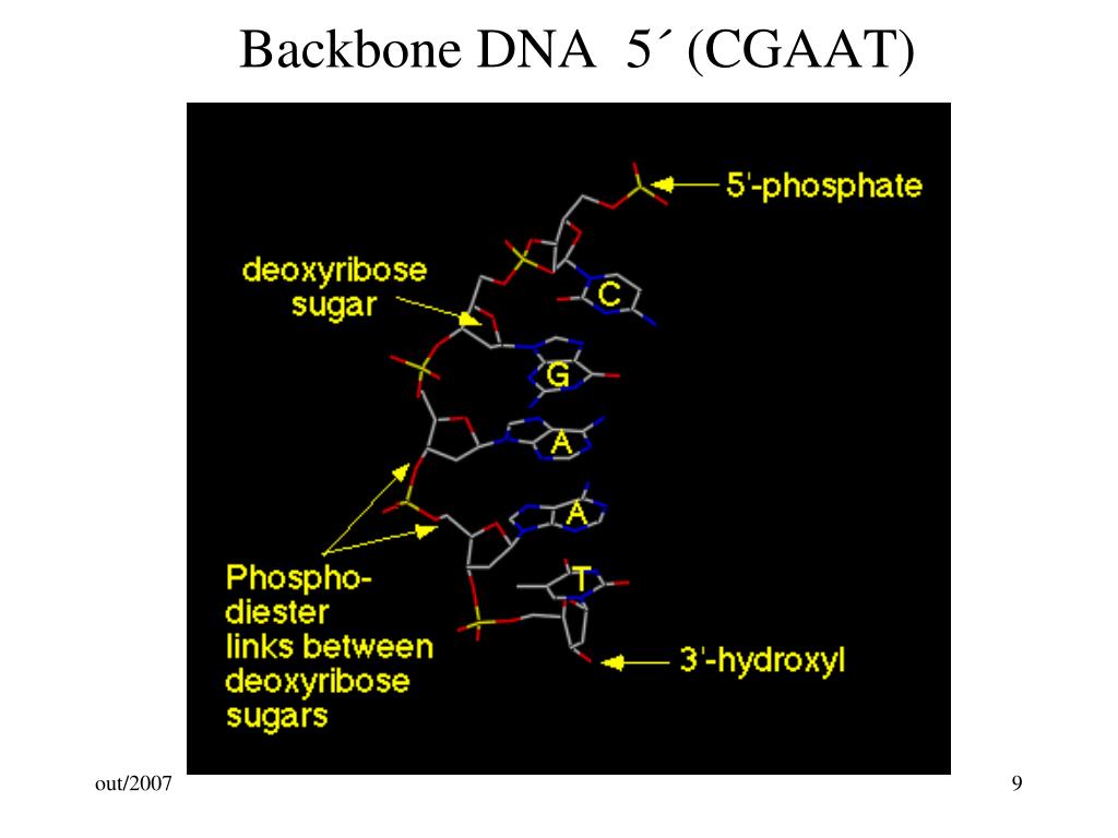 PPT - Estrutura do DNA Transcrição e Tradução PowerPoint Presentation ...