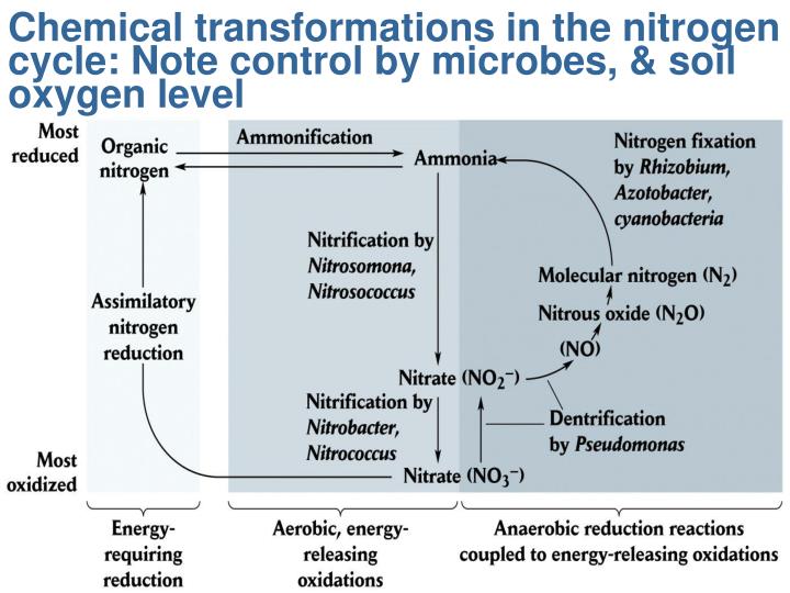 PPT - Nutrient cycling in ecosystems: Lecture Content PowerPoint ...
