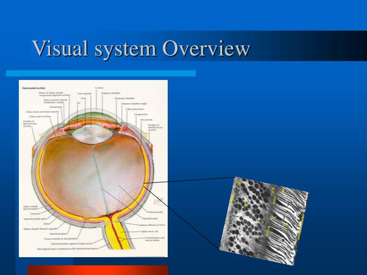 PPT - Ocular Anatomy PowerPoint Presentation - ID:228170