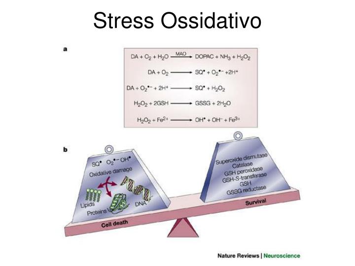 PPT - Stress Ossidativo PowerPoint Presentation, free download - ID:228740
