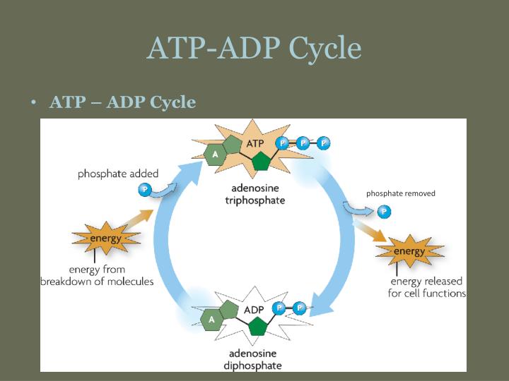 PPT - ATP-ADP Cycle PowerPoint Presentation - ID:228828