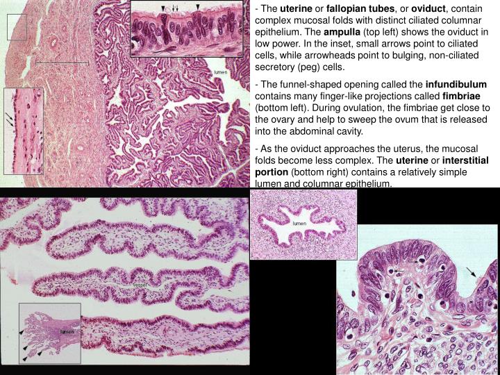 PPT - Female Reproductive System Anatomy-Histology Correlate PowerPoint ...