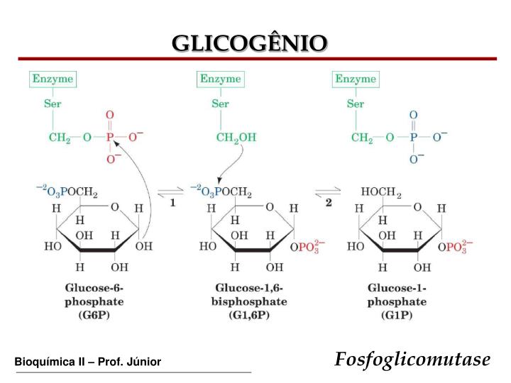 PPT - Glicogênio: Glicogênese e Glicogenólise PowerPoint Presentation ...