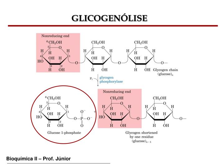 PPT - Glicogênio: Glicogênese e Glicogenólise PowerPoint Presentation ...