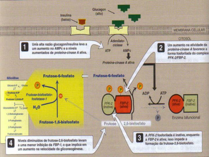 PPT - Glicogênio: Glicogênese e Glicogenólise PowerPoint Presentation ...