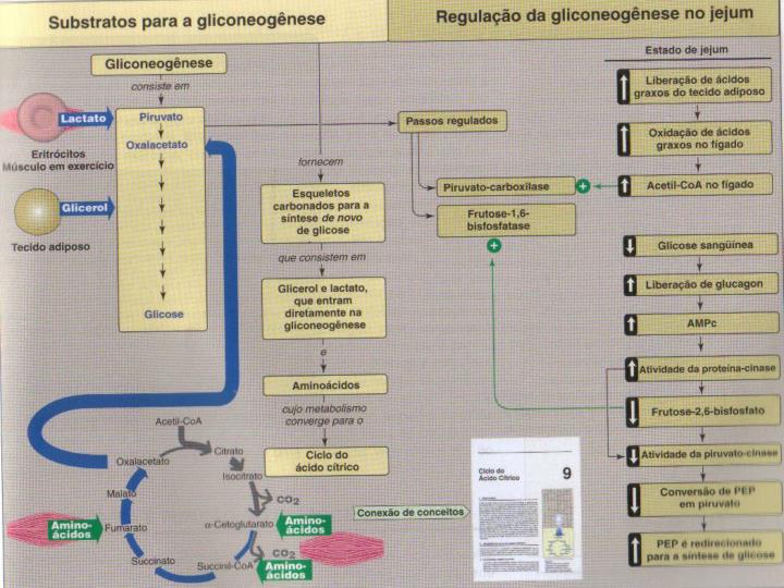 PPT - Glicogênio: Glicogênese e Glicogenólise PowerPoint Presentation ...