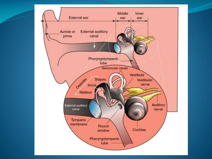 PPT - OTITES 1. Otite Externa PowerPoint Presentation - ID:230993