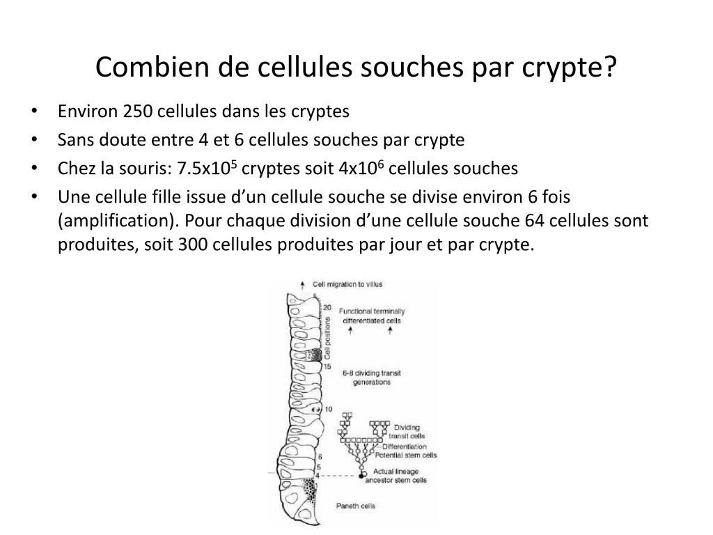 PPT - Cours 4 Notions de cellules souches dans l’intestin récapitulatif ...