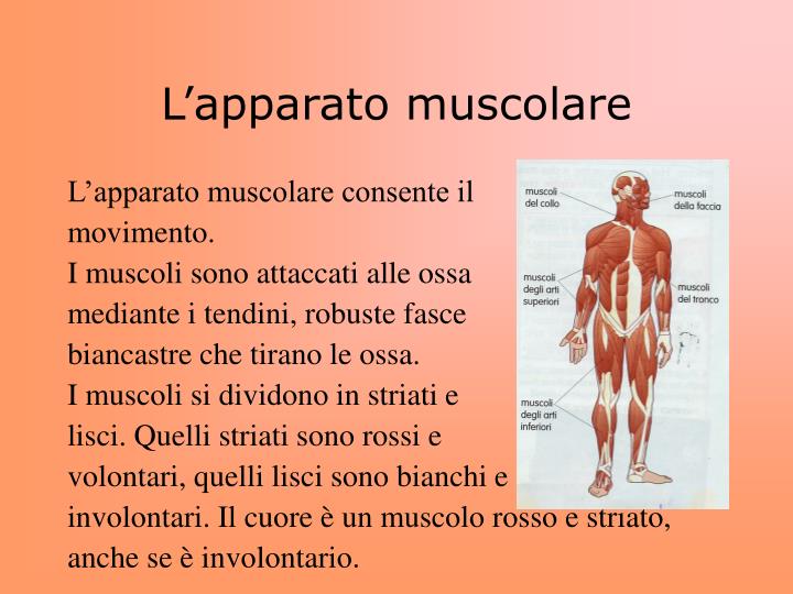 PPT - Il corpo umano PowerPoint Presentation - ID:231434