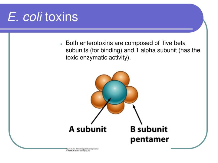 PPT - Enterobacteriaceae PowerPoint Presentation - ID:231956
