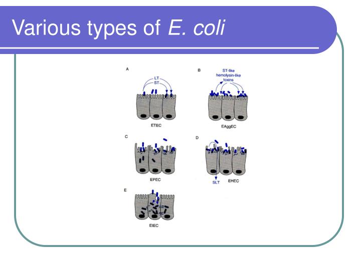 PPT - Enterobacteriaceae PowerPoint Presentation - ID:231956
