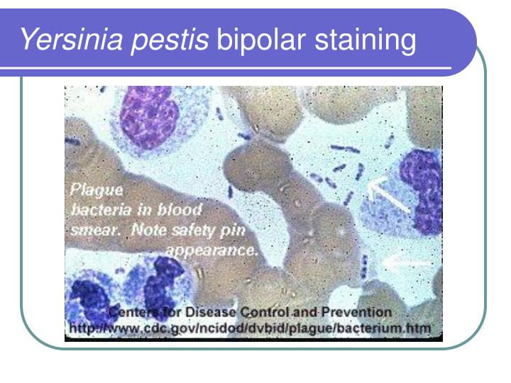 PPT - Enterobacteriaceae PowerPoint Presentation - ID:231956
