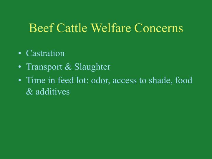 PPT - Agricultural Animal Welfare PowerPoint Presentation - ID:23382
